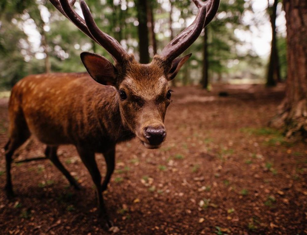 Cervidae Velvet Extract: Ward Off Negative Effects of Aging ...